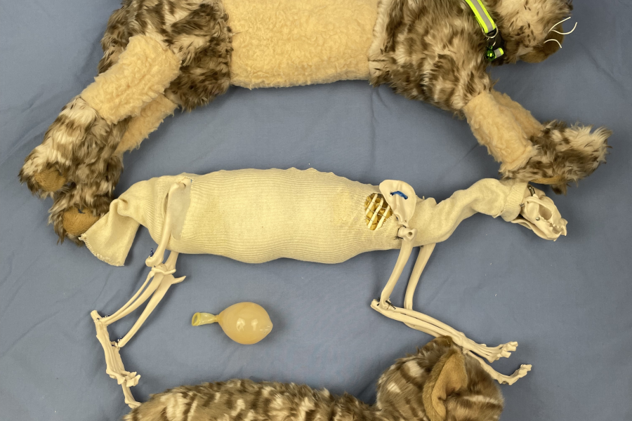 Feline Cystocentesis Model – McLean Gunderson Model Laboratory – UW–Madison