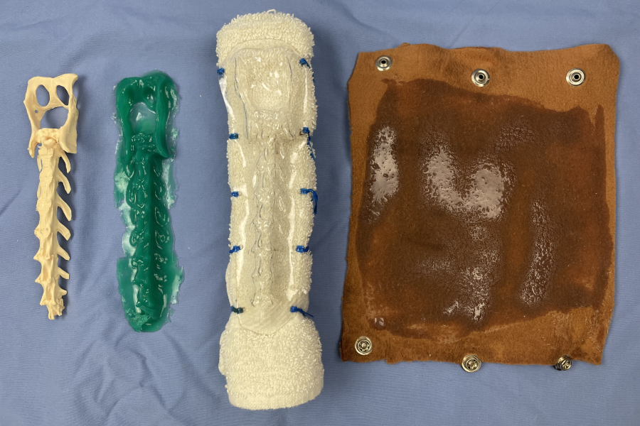 Epaxial Intramuscular Injection Model – McLean Gunderson Model ...