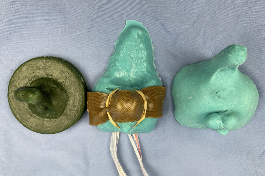 Feline Neuter Models – McLean Gunderson Model Laboratory – UW–Madison