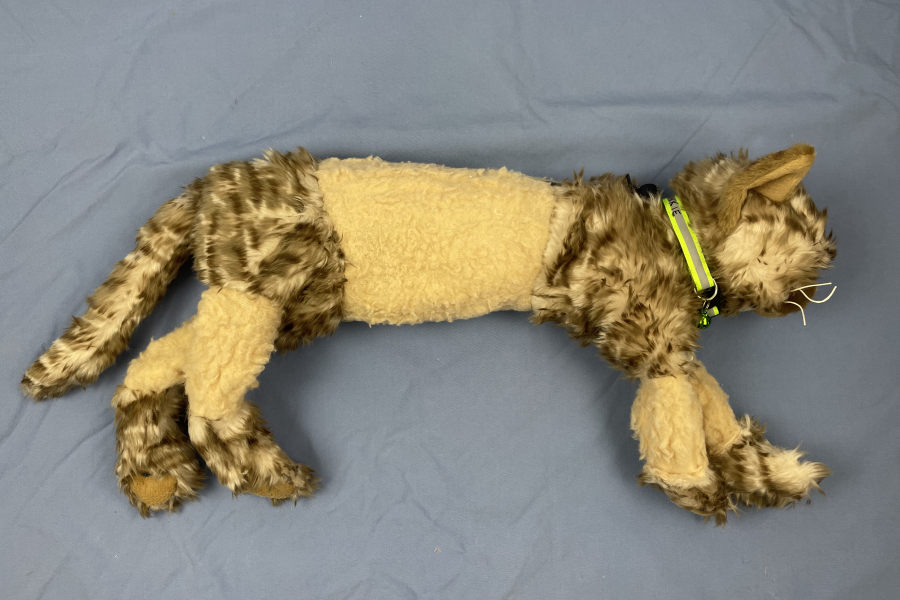 Feline Cystocentesis Model – McLean Gunderson Model Laboratory – UW–Madison