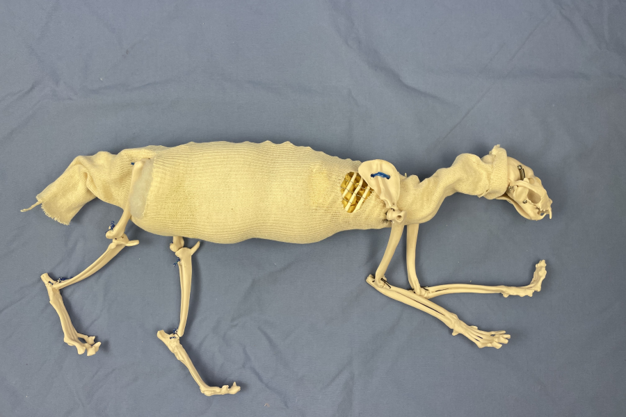 Feline Cystocentesis Model – McLean Gunderson Model Laboratory – UW–Madison