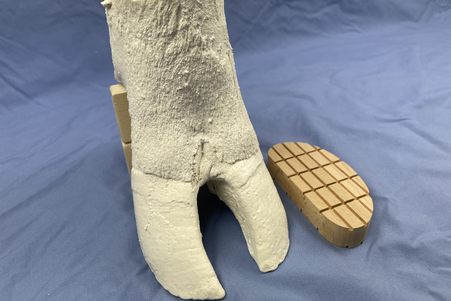 Bovine Foot Models – McLean Gunderson Model Laboratory – UW–Madison