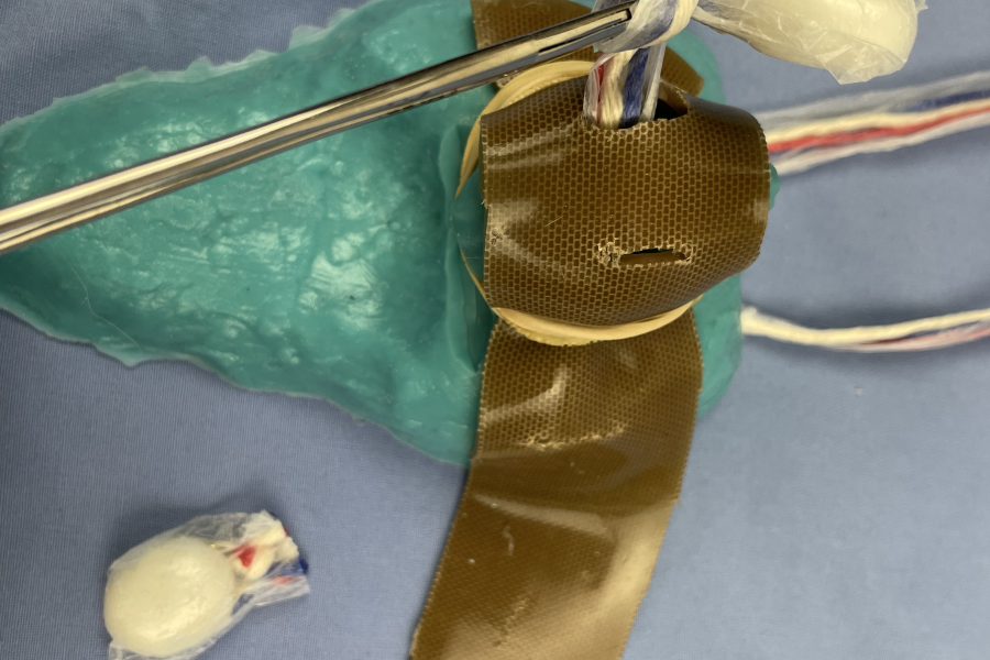 Feline Neuter Models – McLean Gunderson Model Laboratory – UW–Madison
