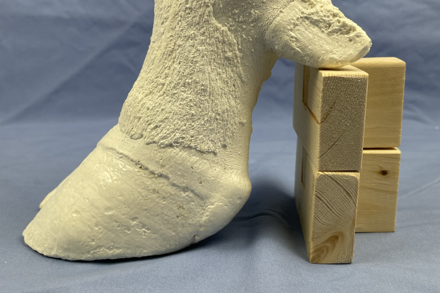 Bovine Foot Models – McLean Gunderson Model Laboratory – UW–Madison