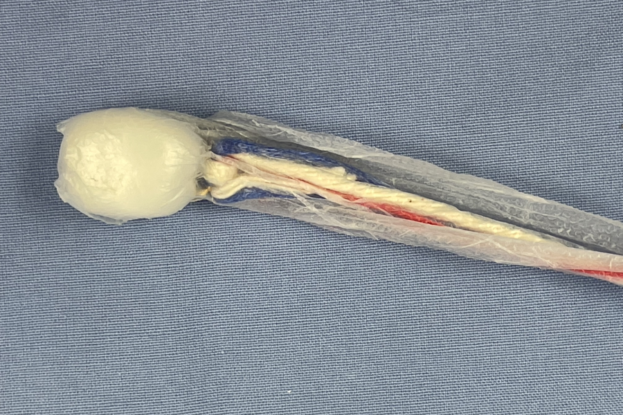 Feline Neuter Models – McLean Gunderson Model Laboratory – UW–Madison