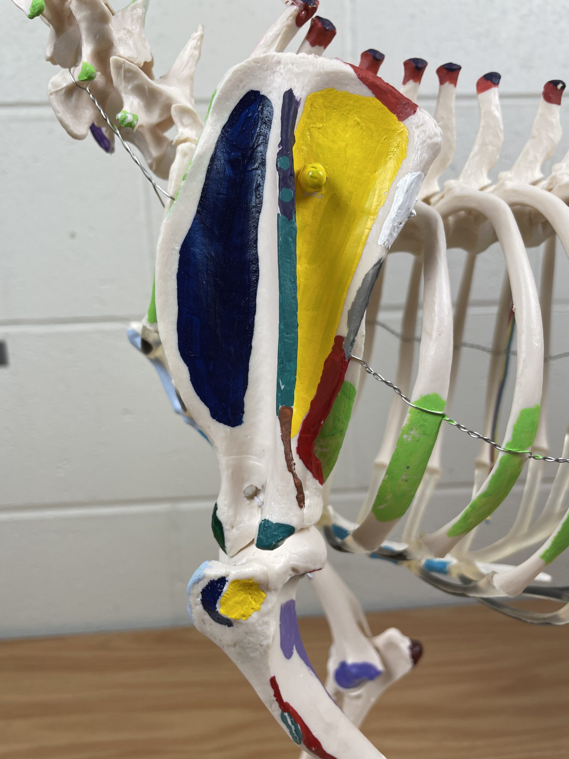 Painted Skeleton Model – McLean Gunderson Model Laboratory – UW–Madison
