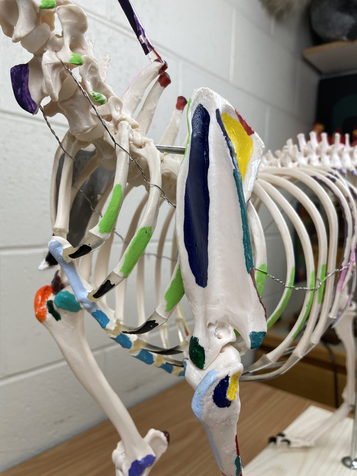 Painted Skeleton Model – McLean Gunderson Model Laboratory – UW–Madison