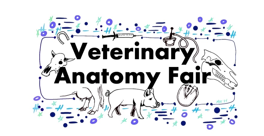 Veterinary Anatomy Fair – McLean Gunderson Model Laboratory – UW–Madison